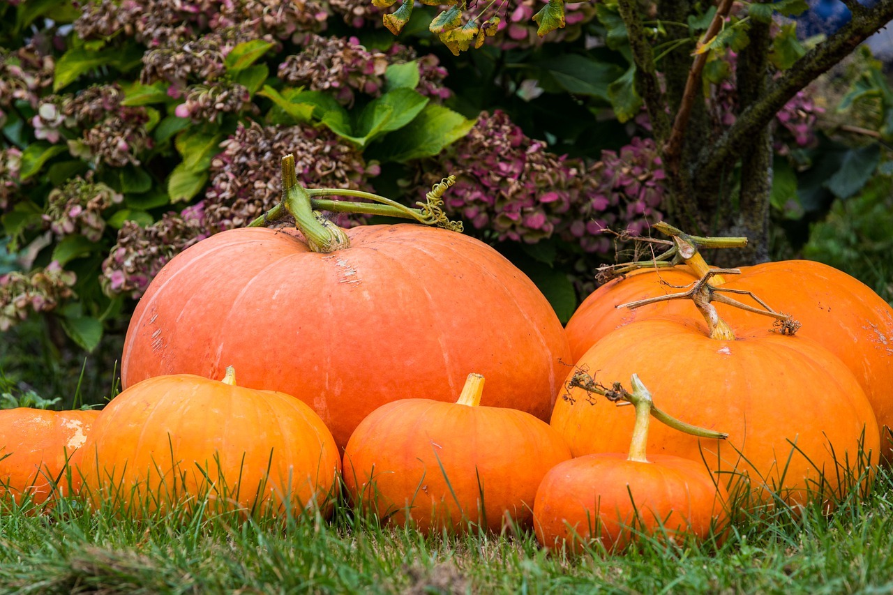 Voici ce que vous devez savoir sur la culture des citrouilles